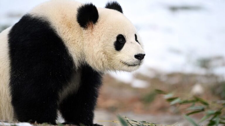 Panda Diplomacy in D.C. 🐼: Bao Li & Qing Bao Debut at National Zoo! - 🌍 ...